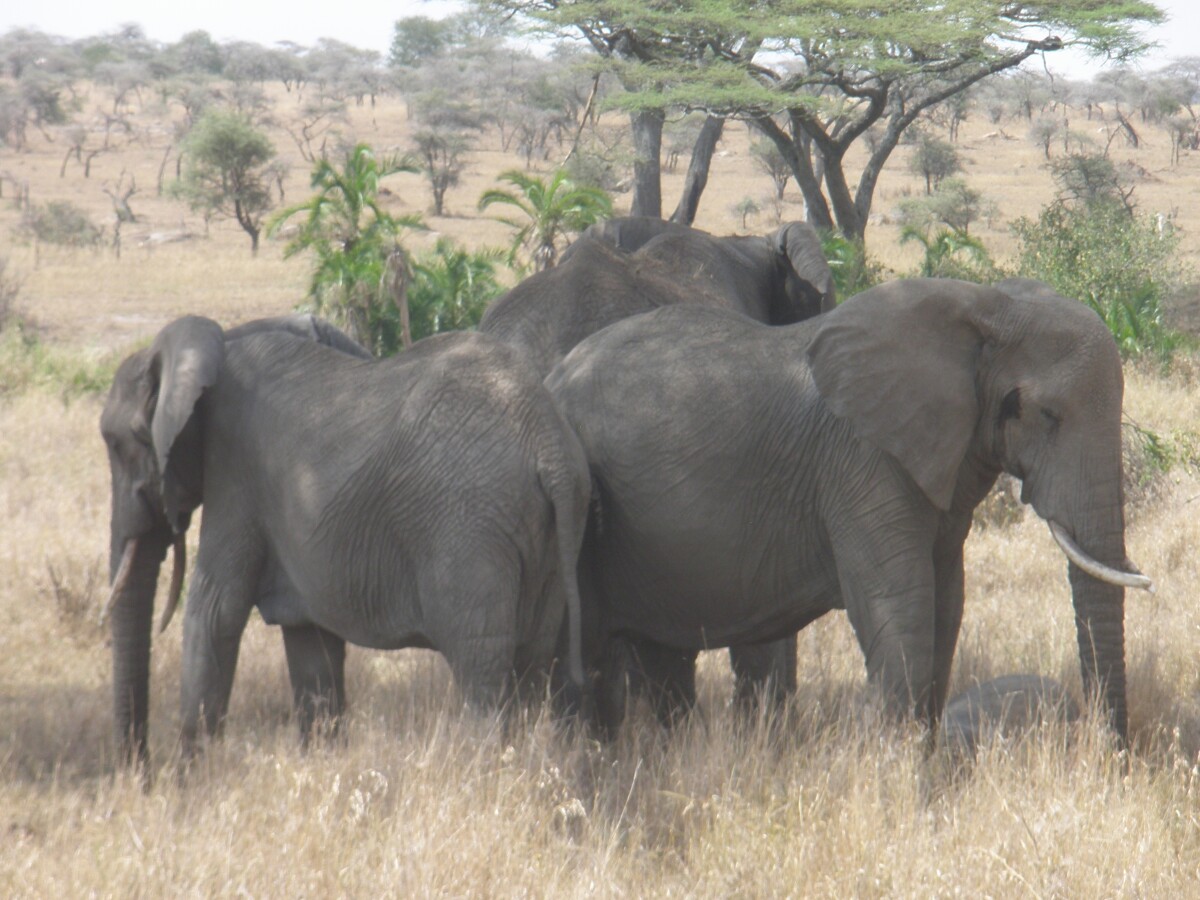 Asante sana, Tanzania | Turisti per Caso