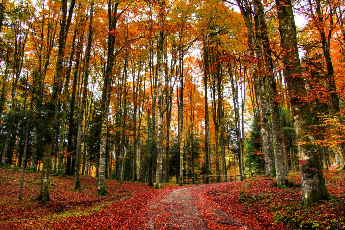 5 foreste italiane dove ottobre si vive all'insegna del foliage